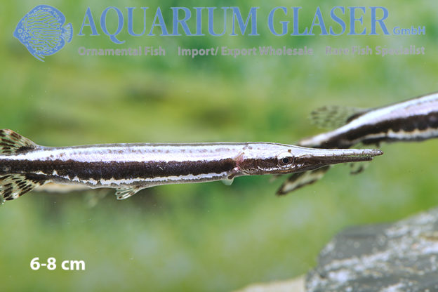Lepisosteus oculatus "Metallic“ - Aquarium Glaser GmbH