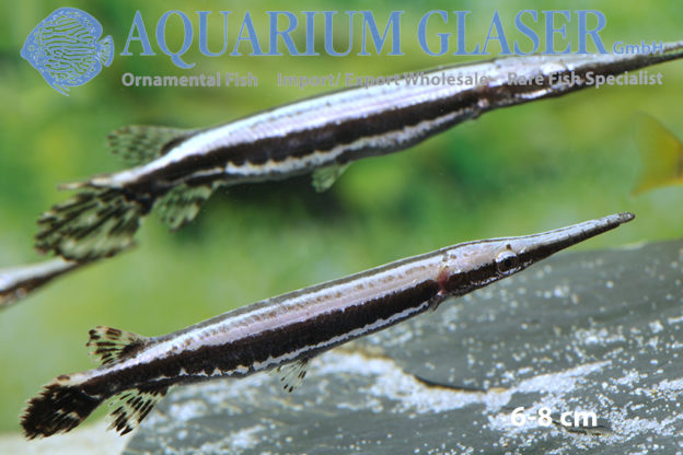 Lepisosteus oculatus "Metallic“ - Aquarium Glaser GmbH
