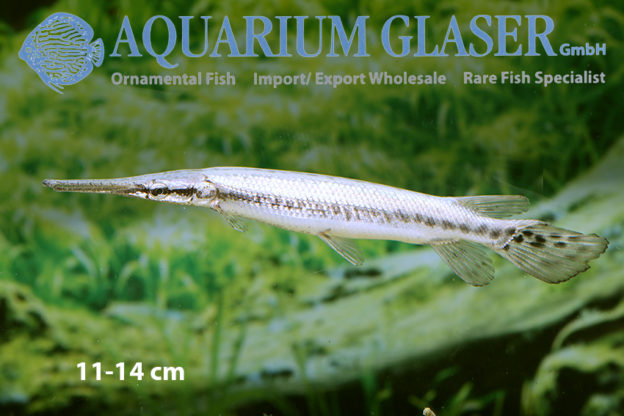 Lepisosteus oculatus "Metallic“ - Aquarium Glaser GmbH