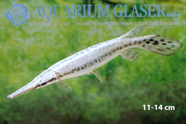 Lepisosteus oculatus "Metallic“ - Aquarium Glaser GmbH