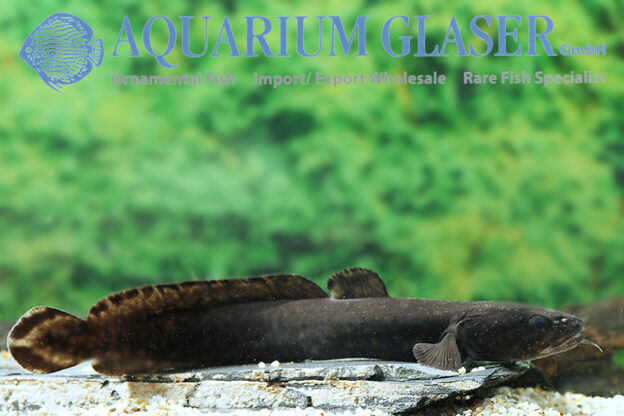 Lota lota - Aquarium Glaser GmbH
