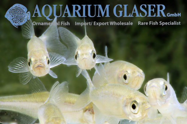 Leucaspius delineatus - Aquarium Glaser GmbH