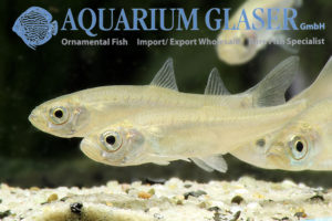 Leucaspius delineatus - Aquarium Glaser GmbH