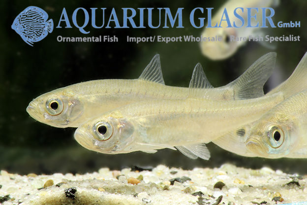 Leucaspius delineatus - Aquarium Glaser GmbH
