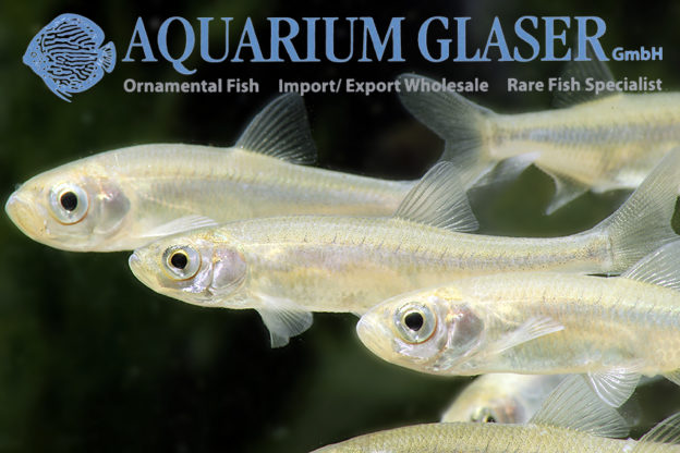 Leucaspius delineatus - Aquarium Glaser GmbH