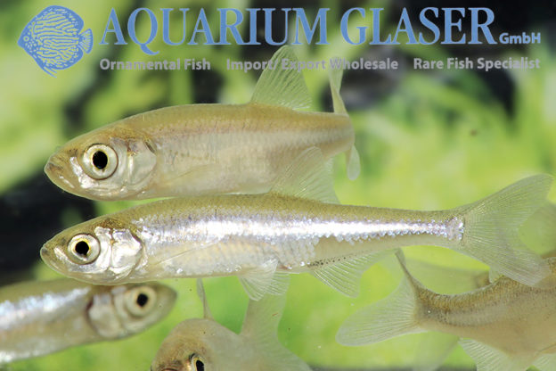 Leucaspius delineatus - Aquarium Glaser GmbH