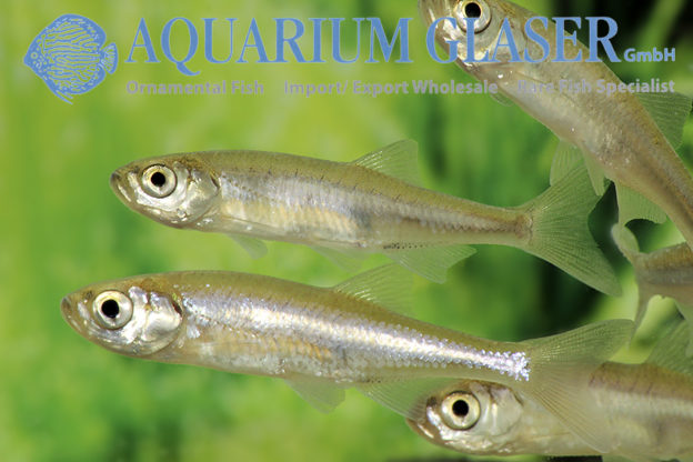 Leucaspius delineatus - Aquarium Glaser GmbH