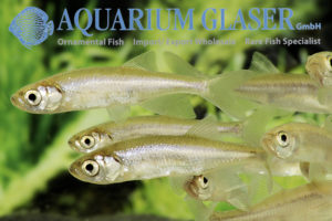 Leucaspius delineatus - Aquarium Glaser GmbH