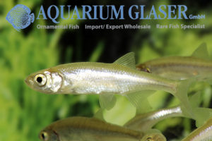 Leucaspius delineatus - Aquarium Glaser GmbH
