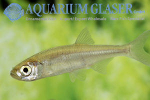 Leucaspius delineatus - Aquarium Glaser GmbH