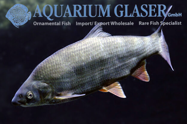 Chondrostoma nasus - Aquarium Glaser GmbH