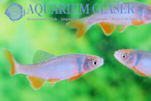 Cyprinella lutrensis - Aquarium Glaser GmbH