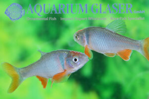 Cyprinella lutrensis - Aquarium Glaser GmbH