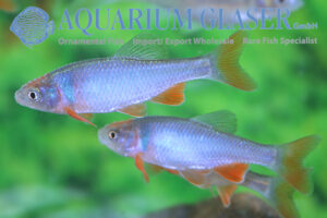 Cyprinella lutrensis - Aquarium Glaser GmbH