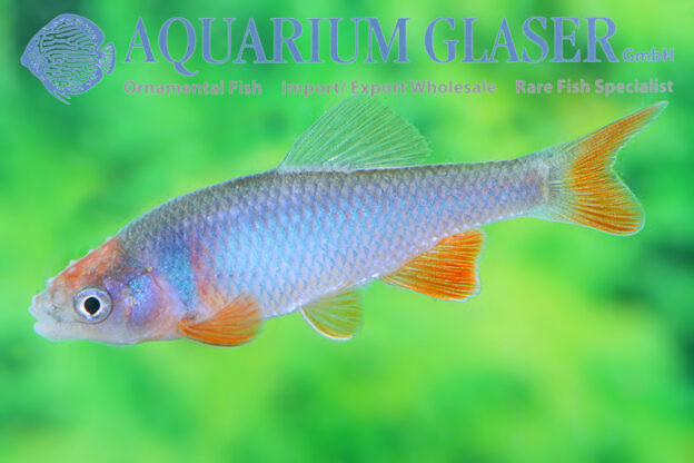 Cyprinella lutrensis - Aquarium Glaser GmbH