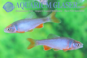 Cyprinella lutrensis - Aquarium Glaser GmbH