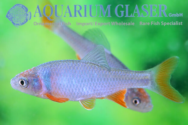 Cyprinella lutrensis - Aquarium Glaser GmbH
