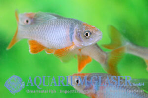 Cyprinella lutrensis - Aquarium Glaser GmbH