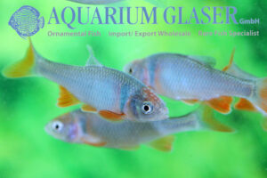 Cyprinella lutrensis - Aquarium Glaser GmbH