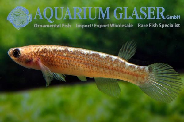 Rivulus rubrolineatus - Aquarium Glaser GmbH