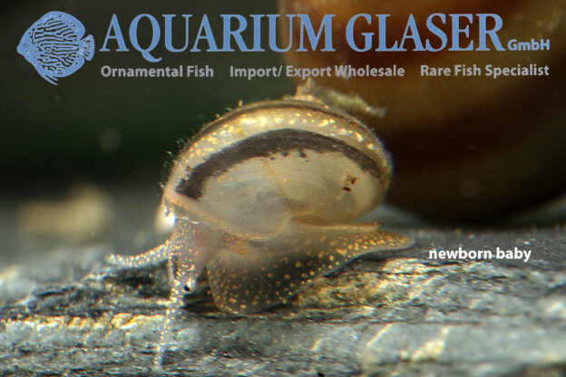 Viviparus viviparus - Aquarium Glaser GmbH