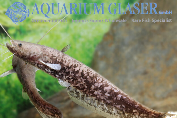 Silurus glanis - Aquarium Glaser GmbH