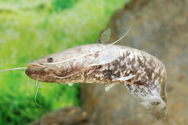 Silurus glanis - Aquarium Glaser GmbH