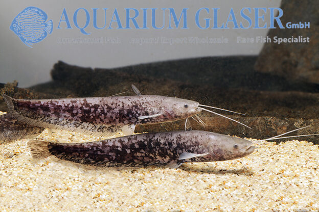 Silurus glanis - Aquarium Glaser GmbH