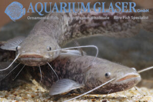 Silurus glanis - Aquarium Glaser GmbH