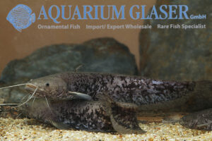 Silurus glanis - Aquarium Glaser GmbH