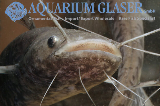 Silurus glanis - Aquarium Glaser GmbH
