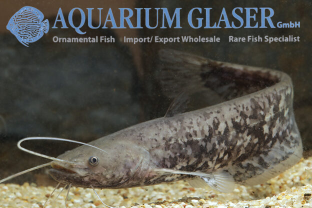 Silurus glanis - Aquarium Glaser GmbH