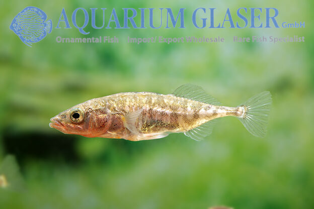 Gasterosteus aculeatus - Aquarium Glaser GmbH