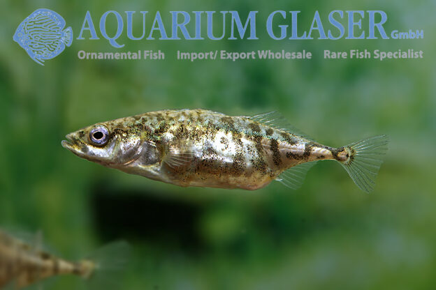 Gasterosteus aculeatus - Aquarium Glaser GmbH