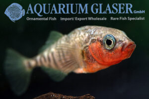 Gasterosteus aculeatus - Aquarium Glaser GmbH