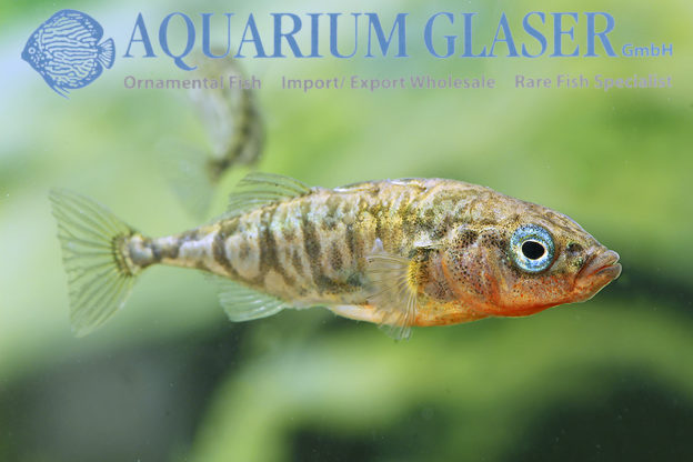 Gasterosteus aculeatus - Dreistachliger Stichling - Aquarium Glaser GmbH