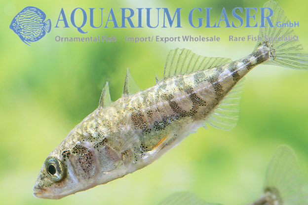 Gasterosteus aculeatus - Three-spined stickleback - Aquarium Glaser GmbH
