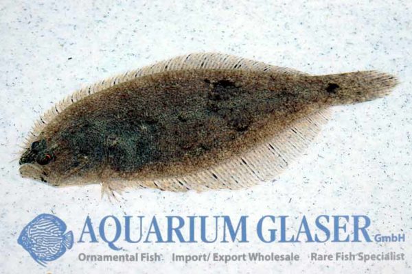 26. Flatfishes - Aquarium Glaser GmbH