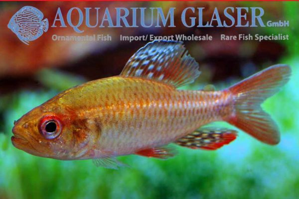 A new species of Crenuchus! - Aquarium Glaser GmbH