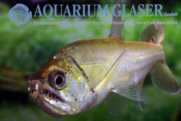 Hydrolycus armatus - Aquarium Glaser GmbH