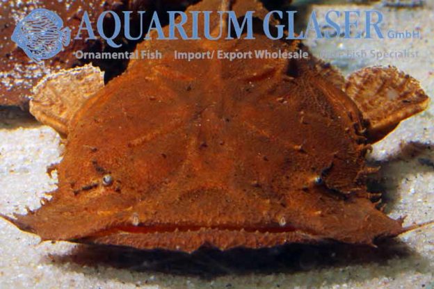 Chaca bankanensis - Aquarium Glaser GmbH