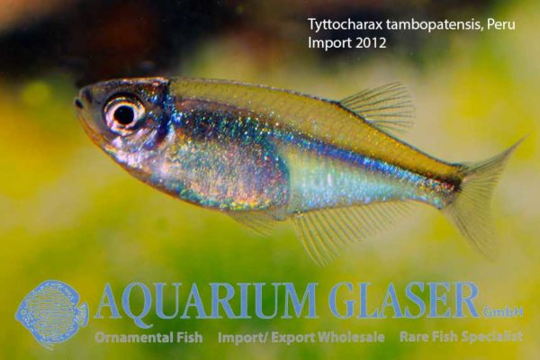 Dwarf Tetras from Peru 2: Tyttocharax cochui - Aquarium Glaser GmbH