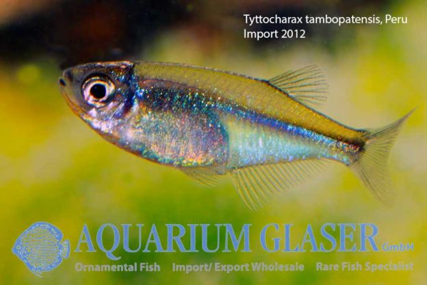 Dwarf Tetras from Peru 2: Tyttocharax cochui - Aquarium Glaser GmbH
