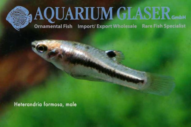 Heterandria formosa and Neoheterandria elegans - Aquarium Glaser GmbH