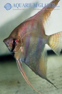 Pterophyllum scalare Santa Isabel - Aquarium Glaser GmbH