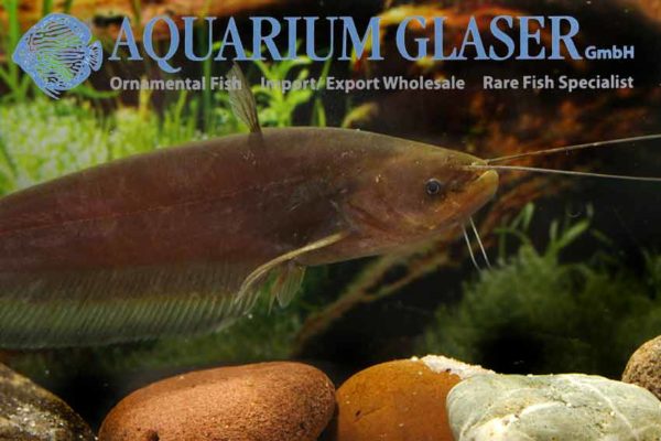 Ompok cf. fumidus - Aquarium Glaser GmbH