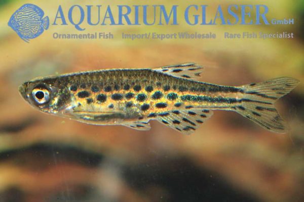 Danio tinwini - Aquarium Glaser GmbH