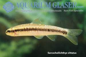 Sarcocheilichthys parvus - Aquarium Glaser GmbH