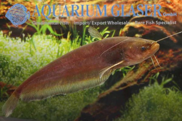 Ompok cf. fumidus - Aquarium Glaser GmbH