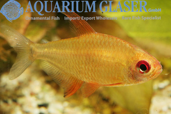 A fantastic lemon tetra - Aquarium Glaser GmbH